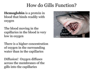 Phylum Chordata - Class Pisces | PPT