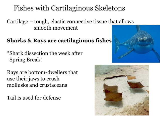 Phylum Chordata - Class Pisces | PPT | Fish and Aquariums | Pets