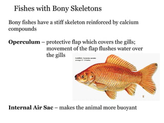 Chordata Fish
