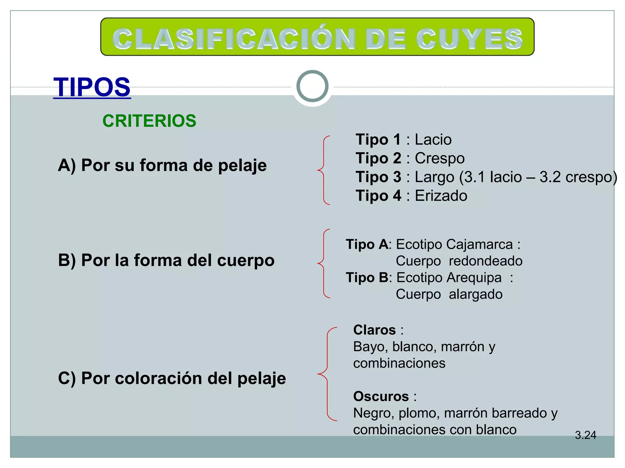 CLASIFICACION DE CUYES:RAZAS Y LINEAS GENETICAS www.peru-cuy.com