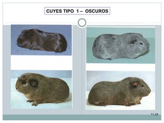 CLASIFICACION DE CUYES:RAZAS Y LINEAS GENETICAS www.peru-cuy.com