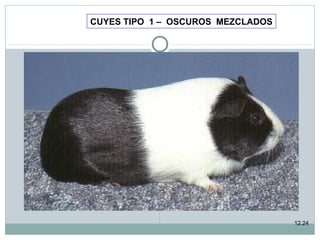 CLASIFICACION DE CUYES:RAZAS Y LINEAS GENETICAS www.peru-cuy.com