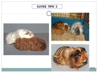 CLASIFICACION DE CUYES:RAZAS Y LINEAS GENETICAS www.peru-cuy.com