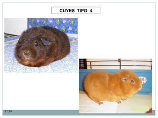 CLASIFICACION DE CUYES:RAZAS Y LINEAS GENETICAS www.peru-cuy.com