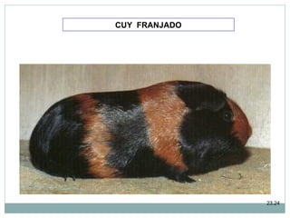 CLASIFICACION DE CUYES:RAZAS Y LINEAS GENETICAS www.peru-cuy.com