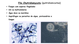 Classificação e reprodução | PDF