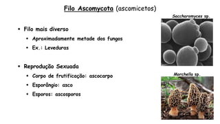Classificação e reprodução | PDF