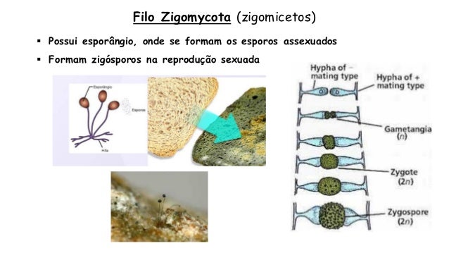 Classificação e reprodução