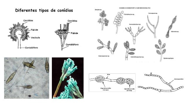 Classificação e reprodução