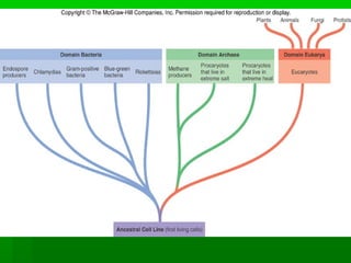 3 classification of microorganisms | PPT