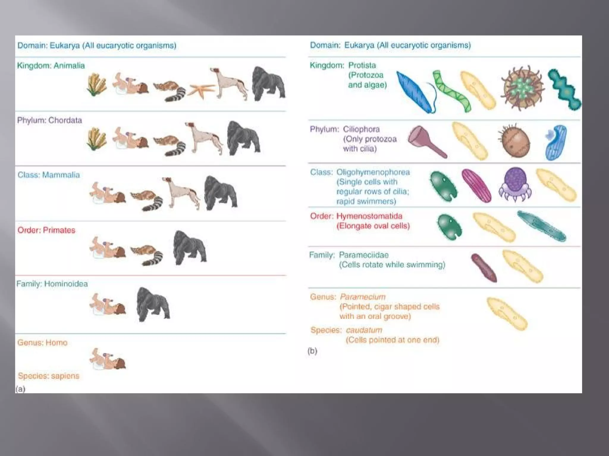 classification of microorganisms | PPT | Biological Sciences | Science