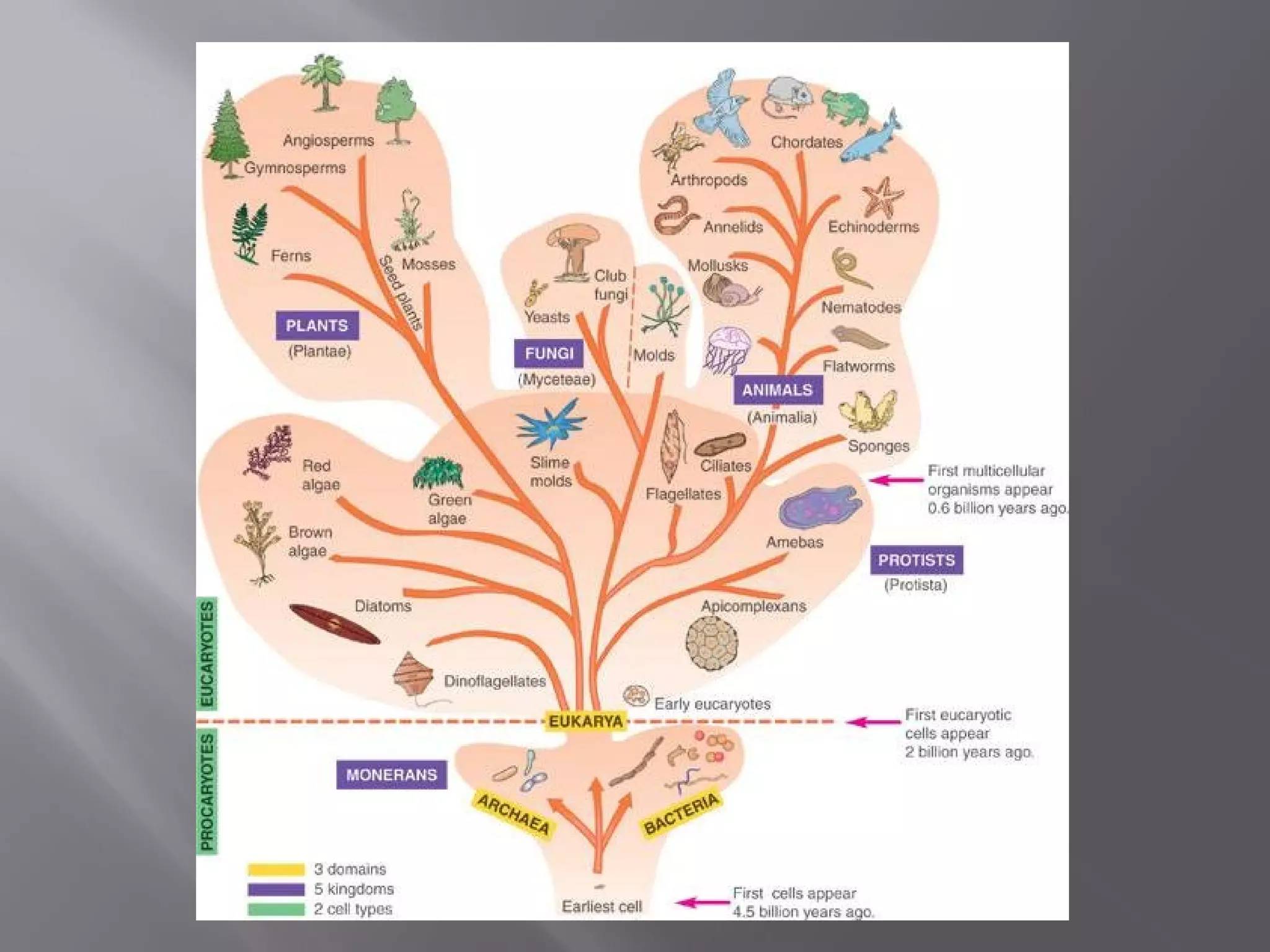 classification of microorganisms | PPT | Biological Sciences | Science