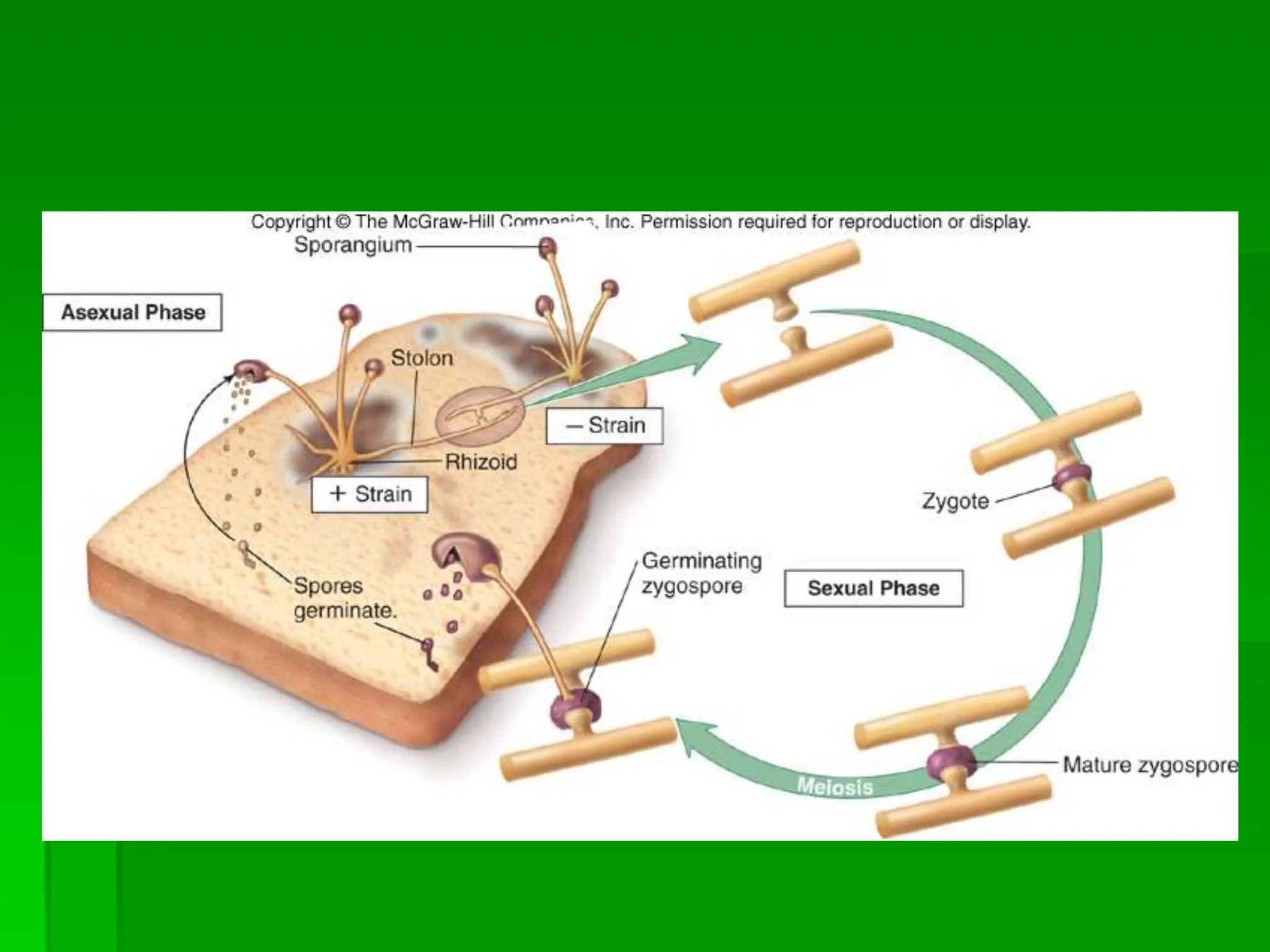 3 - Classification of Microorganisms.ppt