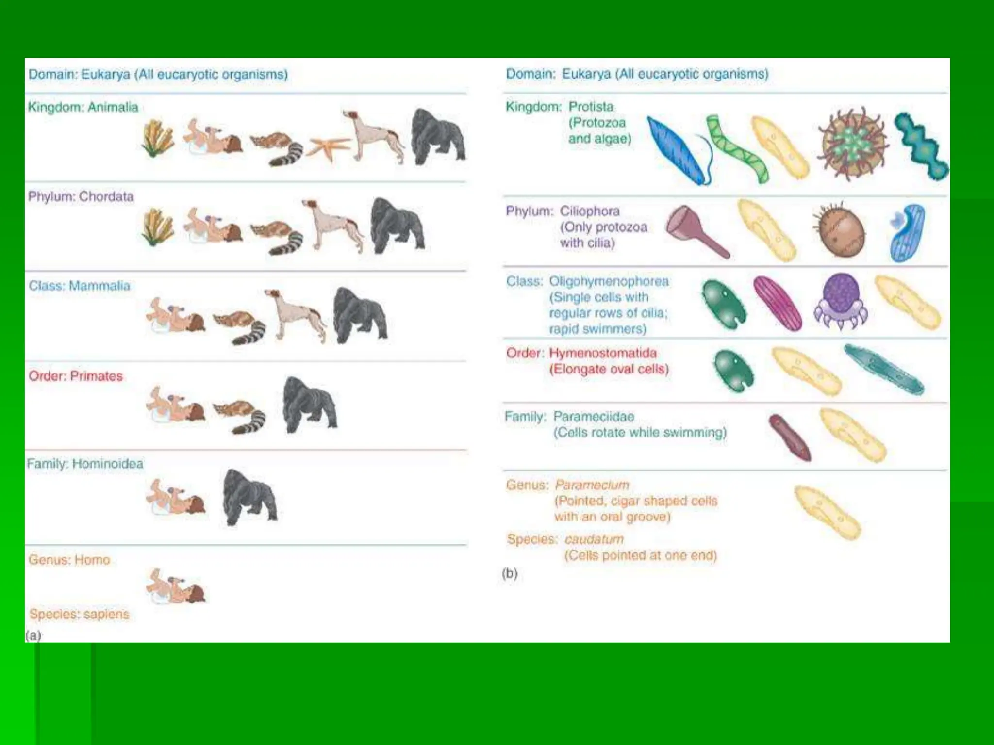 3 - Classification of Microorganisms.ppt