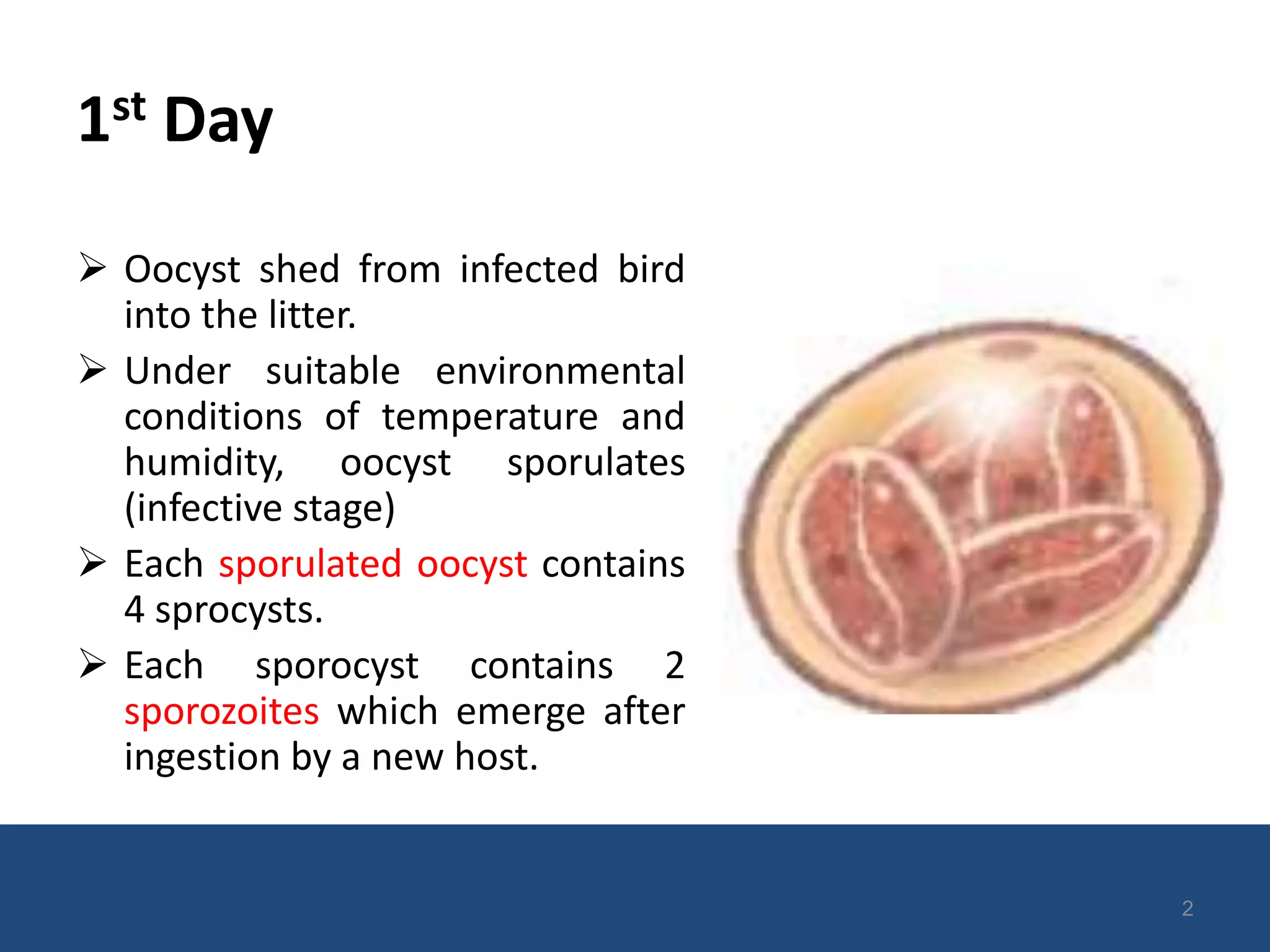 Coccidial Life Cycle | PPTX