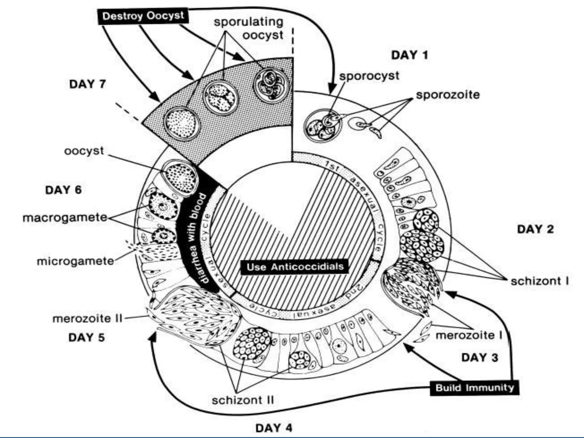 Coccidial Life Cycle | PPTX