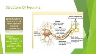 3-Cognitive-Neuroscience-20022023-022932pm.pptx