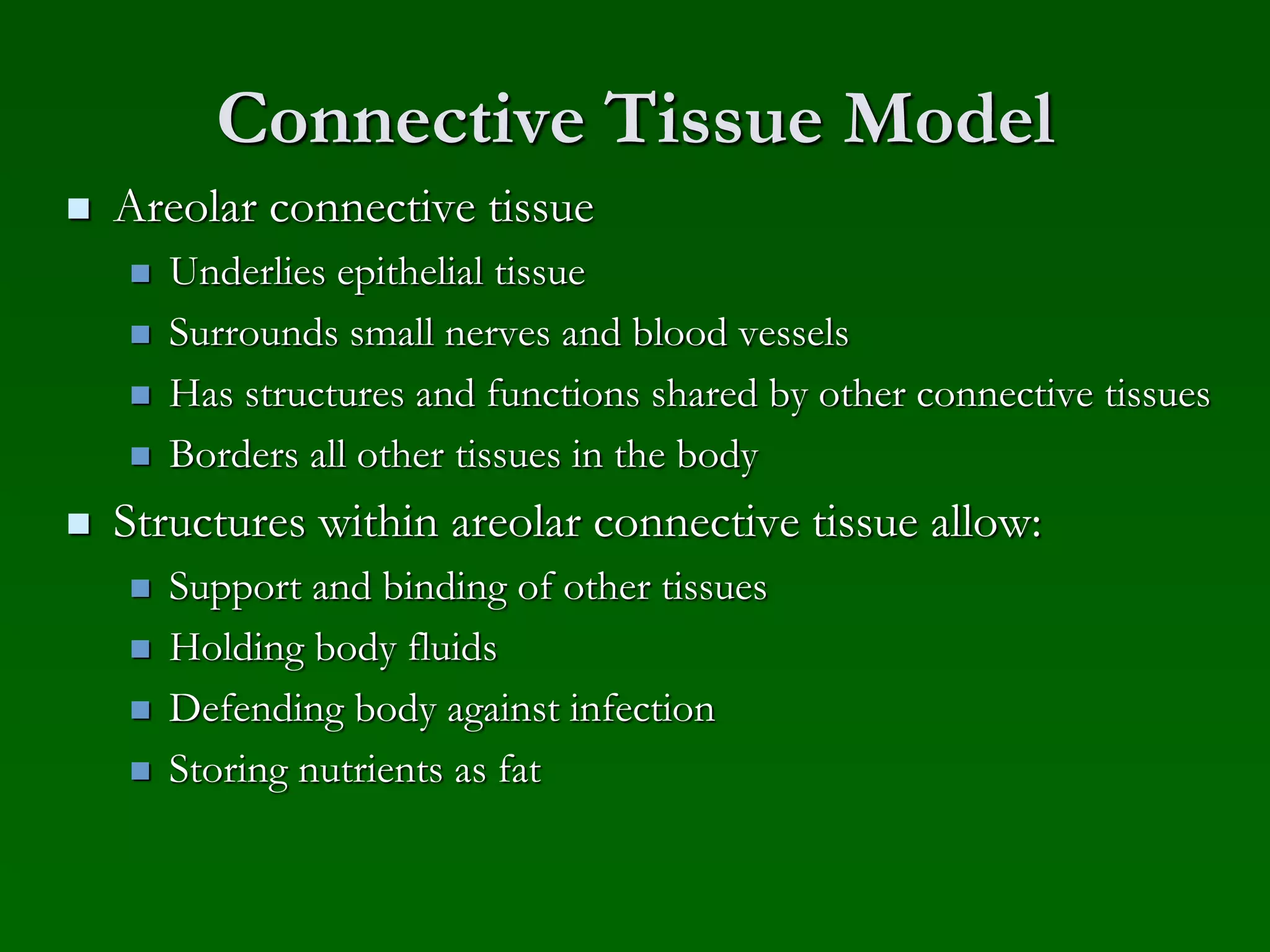 connective tissue | PPT