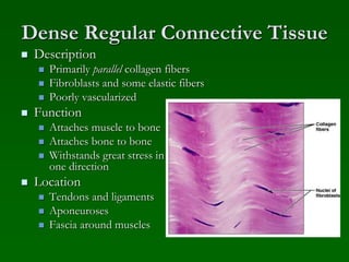 connective tissue | PPT