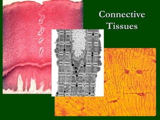 connective tissue | PPT
