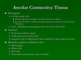 connective tissue | PPT