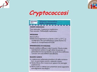 3.cryptococcus | PPT