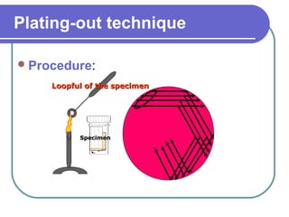 Culture Media - Prac. Microbiology | PPT