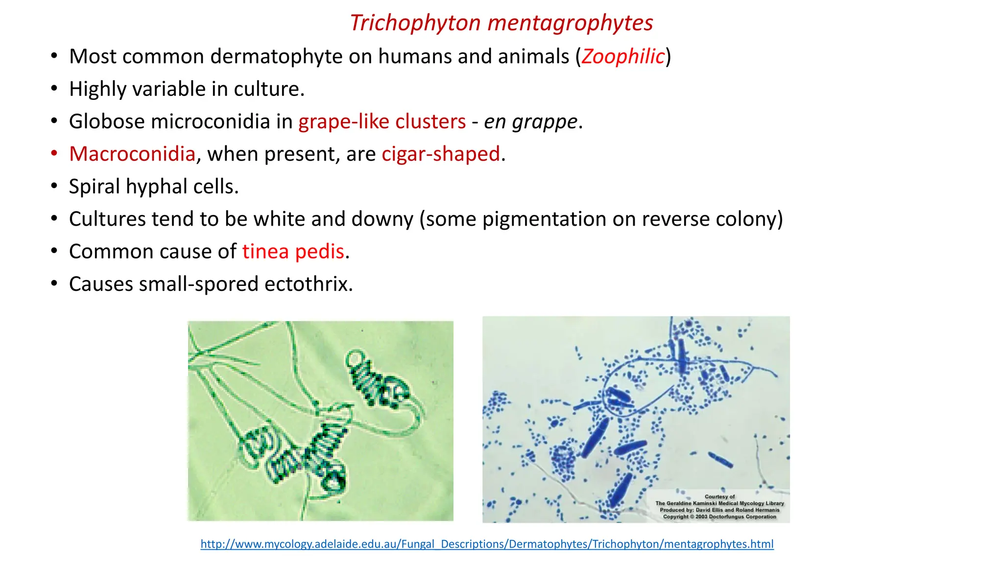 Dermatophytes:Microsporum, Trichophytom, Epidermophyton | PDF