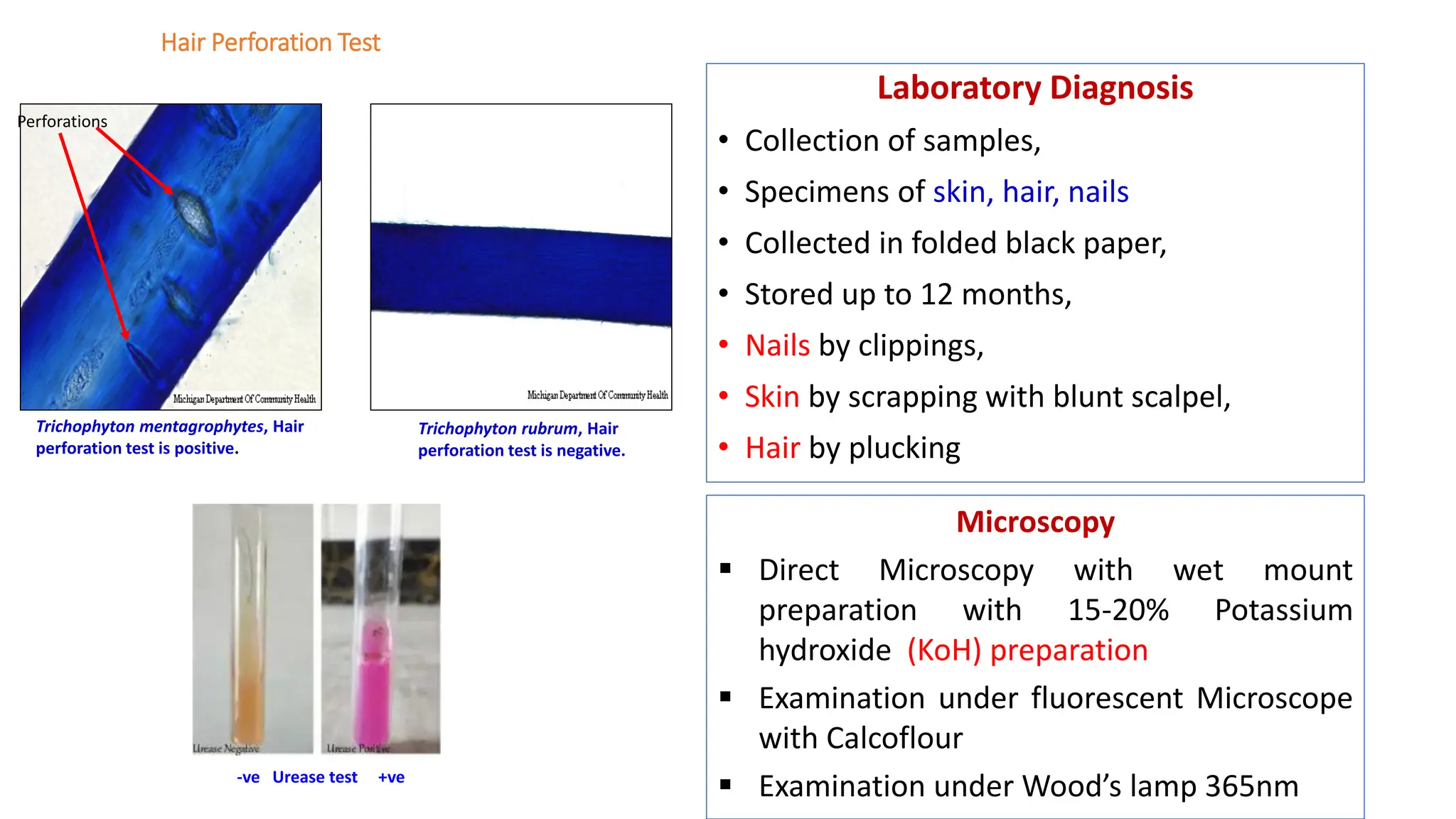 Dermatophytes:Microsporum, Trichophytom, Epidermophyton | PDF
