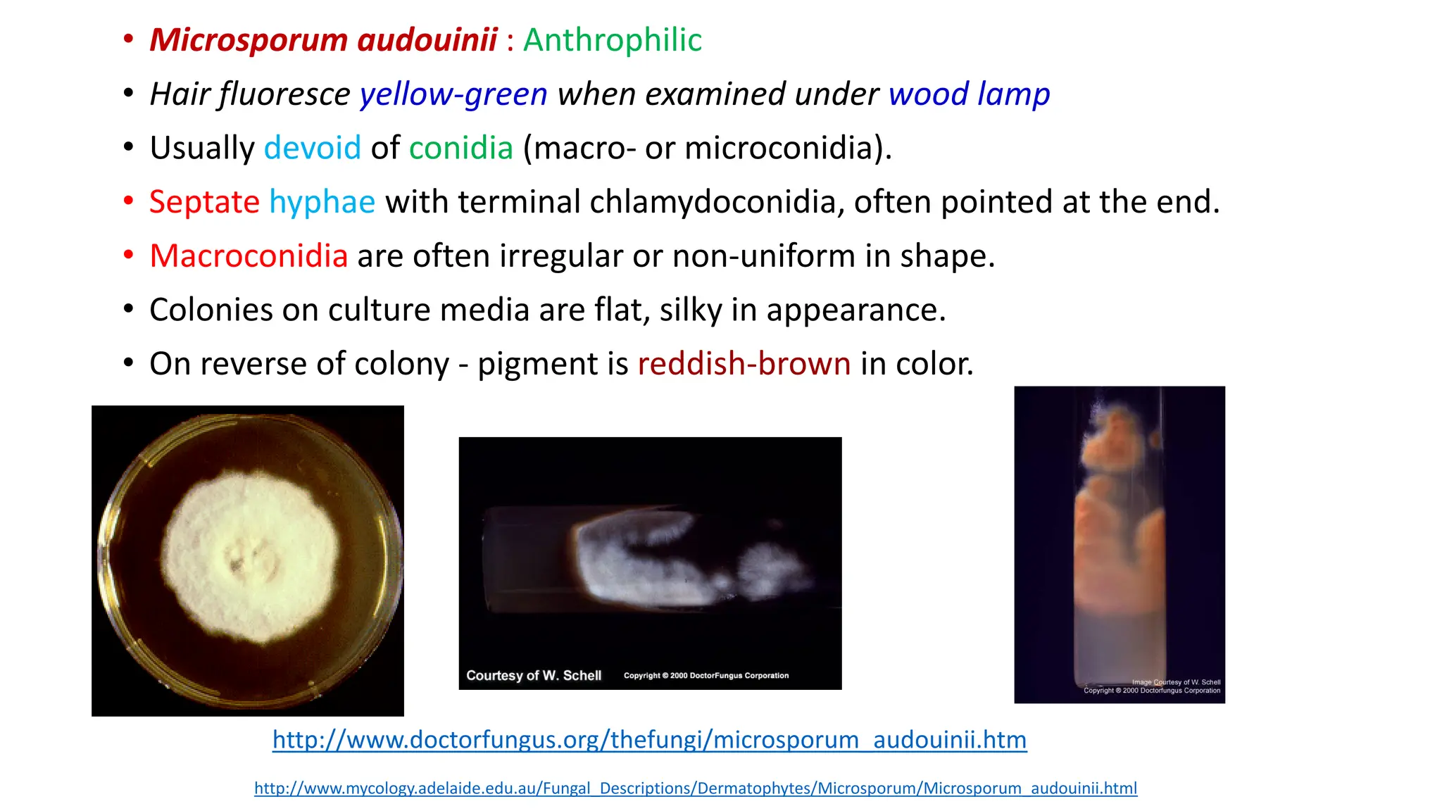 Dermatophytes:Microsporum, Trichophytom, Epidermophyton | PDF