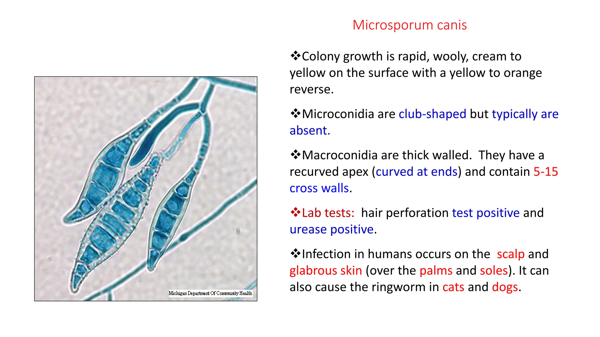 Dermatophytes:Microsporum, Trichophytom, Epidermophyton | PDF