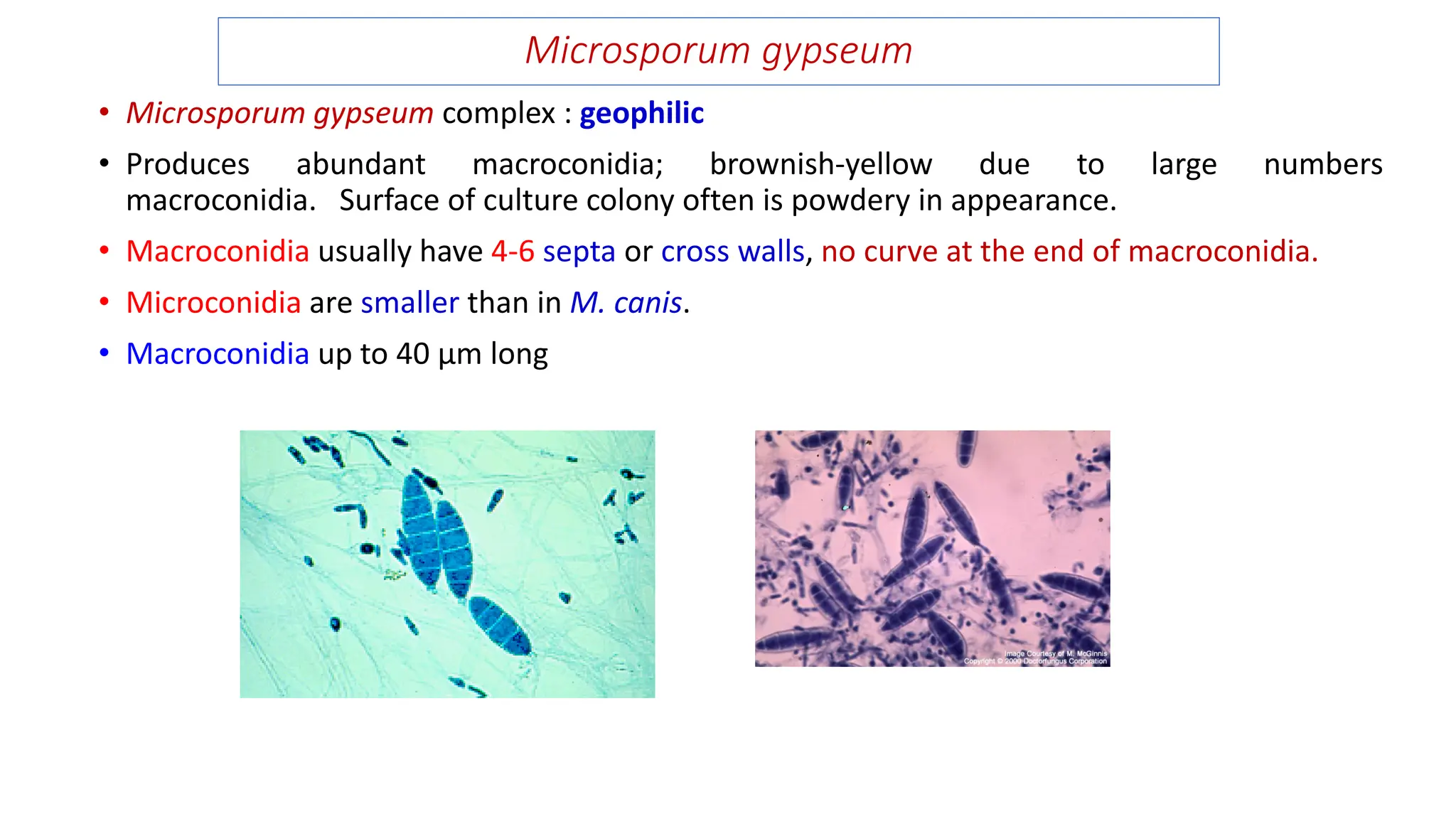 Dermatophytes:Microsporum, Trichophytom, Epidermophyton | PDF