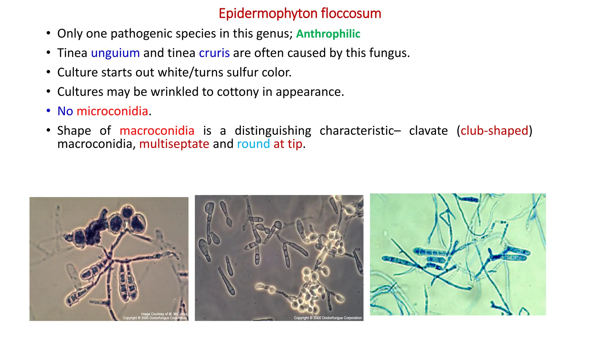 Dermatophytes:Microsporum, Trichophytom, Epidermophyton | PDF