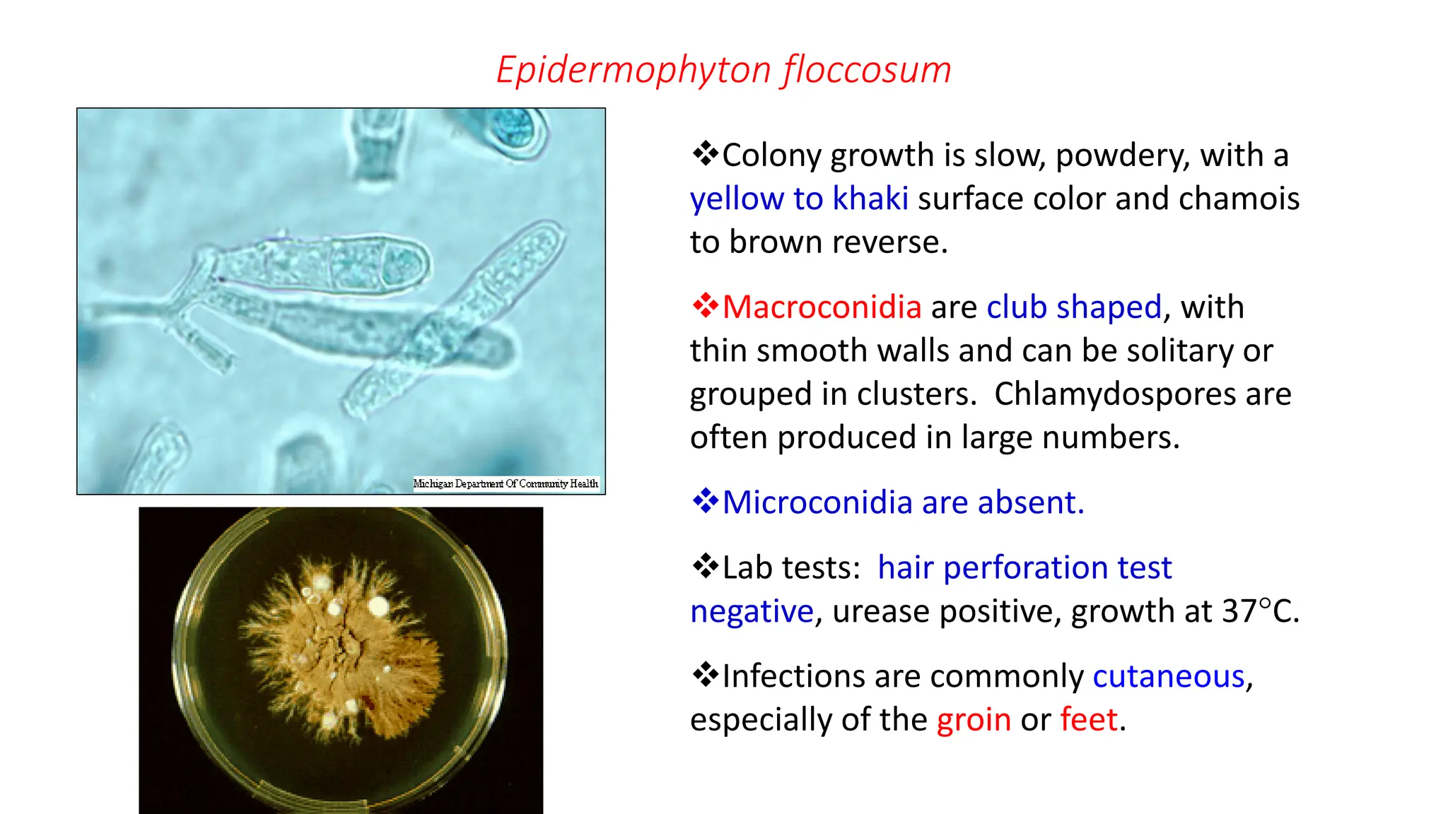 Dermatophytes:Microsporum, Trichophytom, Epidermophyton | PDF
