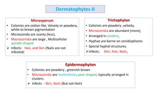 Dermatophytes:Microsporum, Trichophytom, Epidermophyton | PDF
