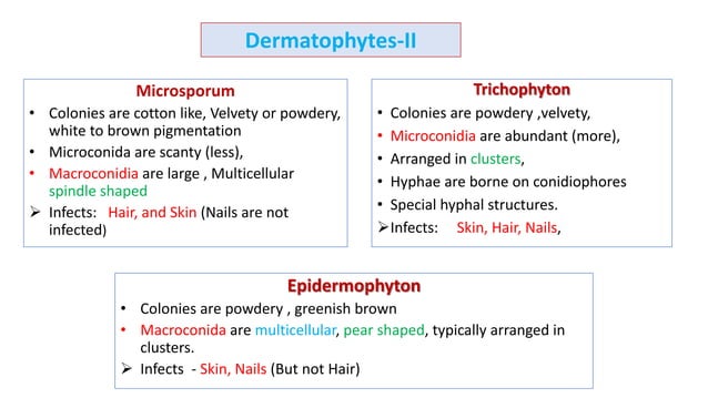 Dermatophytes:Microsporum, Trichophytom, Epidermophyton | PDF | Skin ...