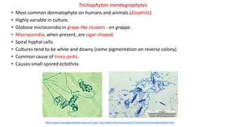 Dermatophytes:Microsporum, Trichophytom, Epidermophyton | PDF