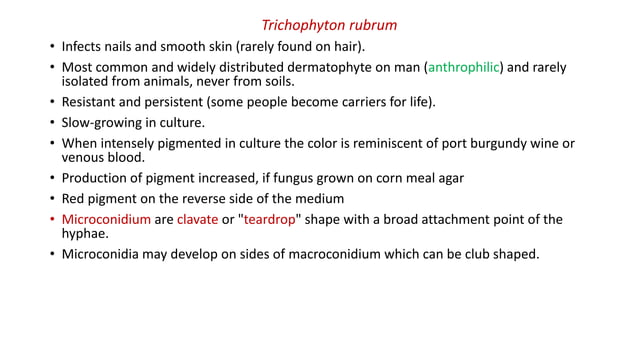 Dermatophytes:Microsporum, Trichophytom, Epidermophyton | PDF | Skin ...