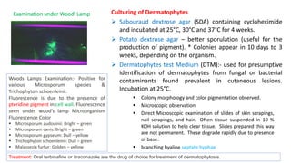 Dermatophytes:Microsporum, Trichophytom, Epidermophyton | PDF