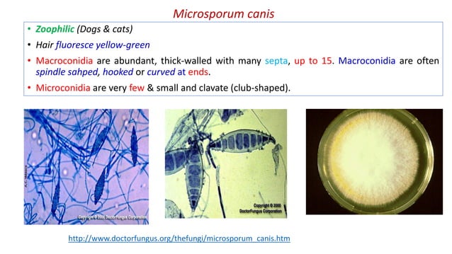 Dermatophytes:Microsporum, Trichophytom, Epidermophyton | PDF | Skin ...