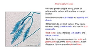 Dermatophytes:Microsporum, Trichophytom, Epidermophyton | PDF