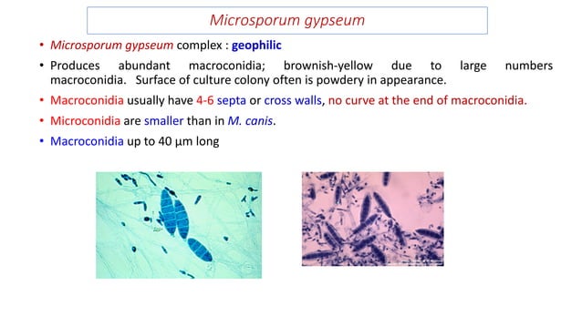 Dermatophytes:Microsporum, Trichophytom, Epidermophyton | PDF | Skin ...