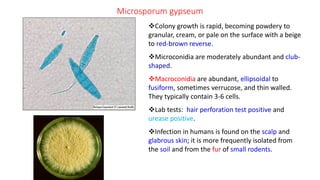 Dermatophytes:Microsporum, Trichophytom, Epidermophyton | PDF