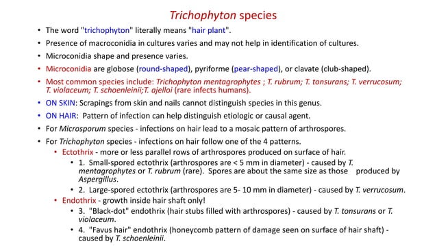 Dermatophytes:Microsporum, Trichophytom, Epidermophyton | PDF | Skin ...