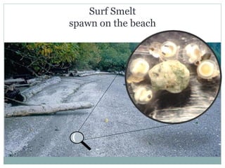 Phil Dionne, Beach spawning, forage fish monitoring | PDF