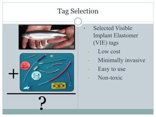 Phil Dionne, Beach spawning, forage fish monitoring | PDF