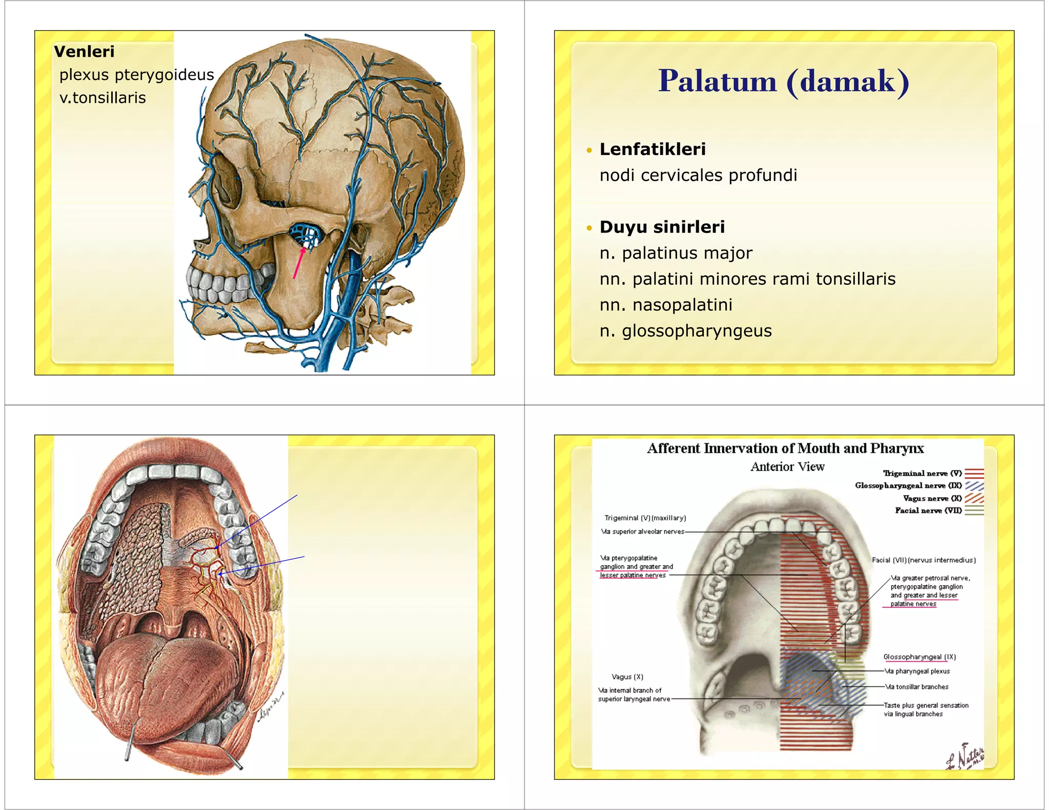 3 dis hekimligi-3-agiz-2015 | PDF