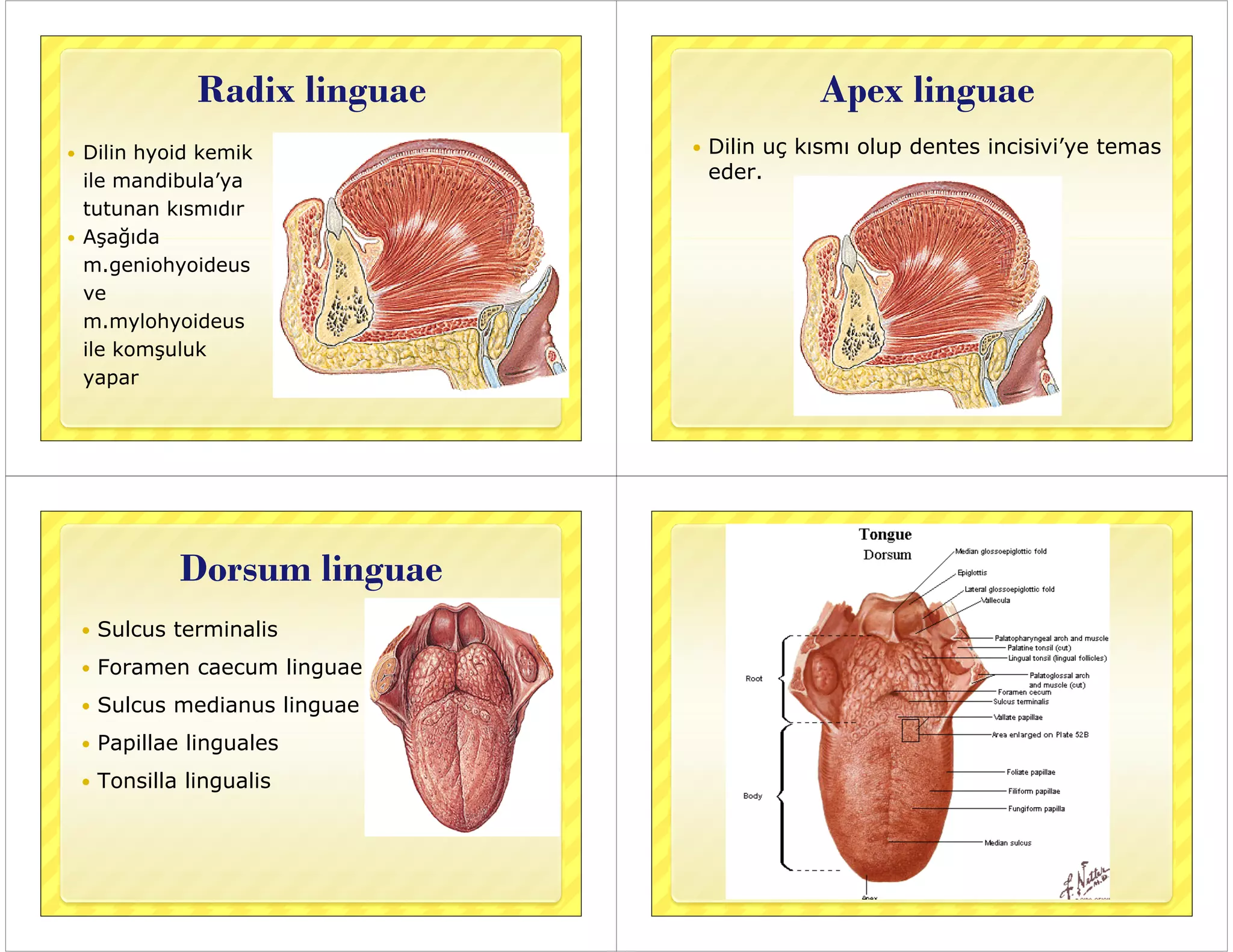 3 dis hekimligi-3-agiz-2015 | PDF