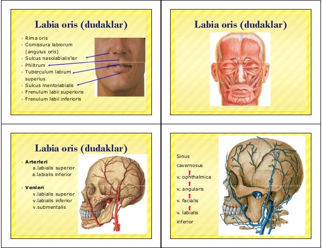 3 dis hekimligi-3-agiz-2015