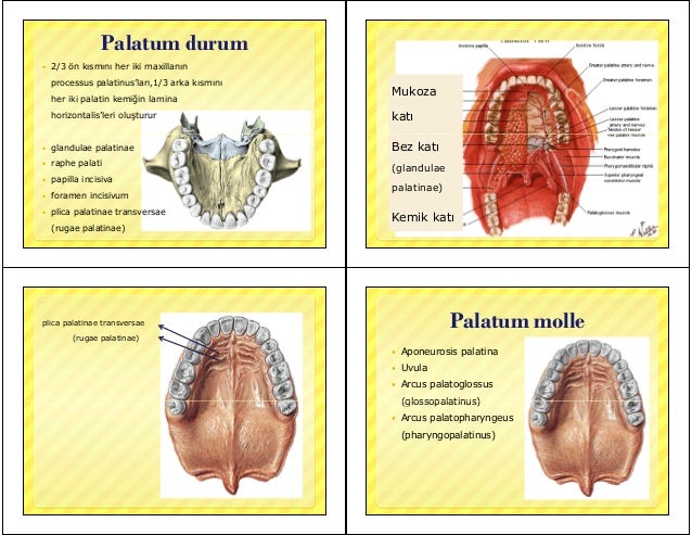 3 dis hekimligi-3-agiz-2015